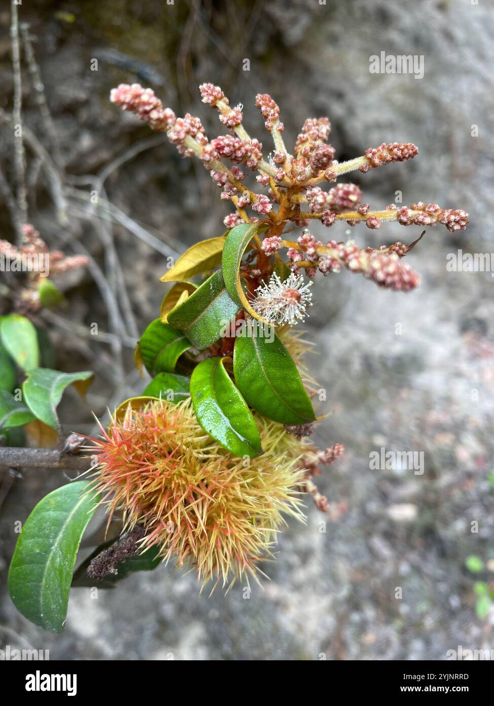 Golden chinquapin hi-res stock photography and images - Alamy