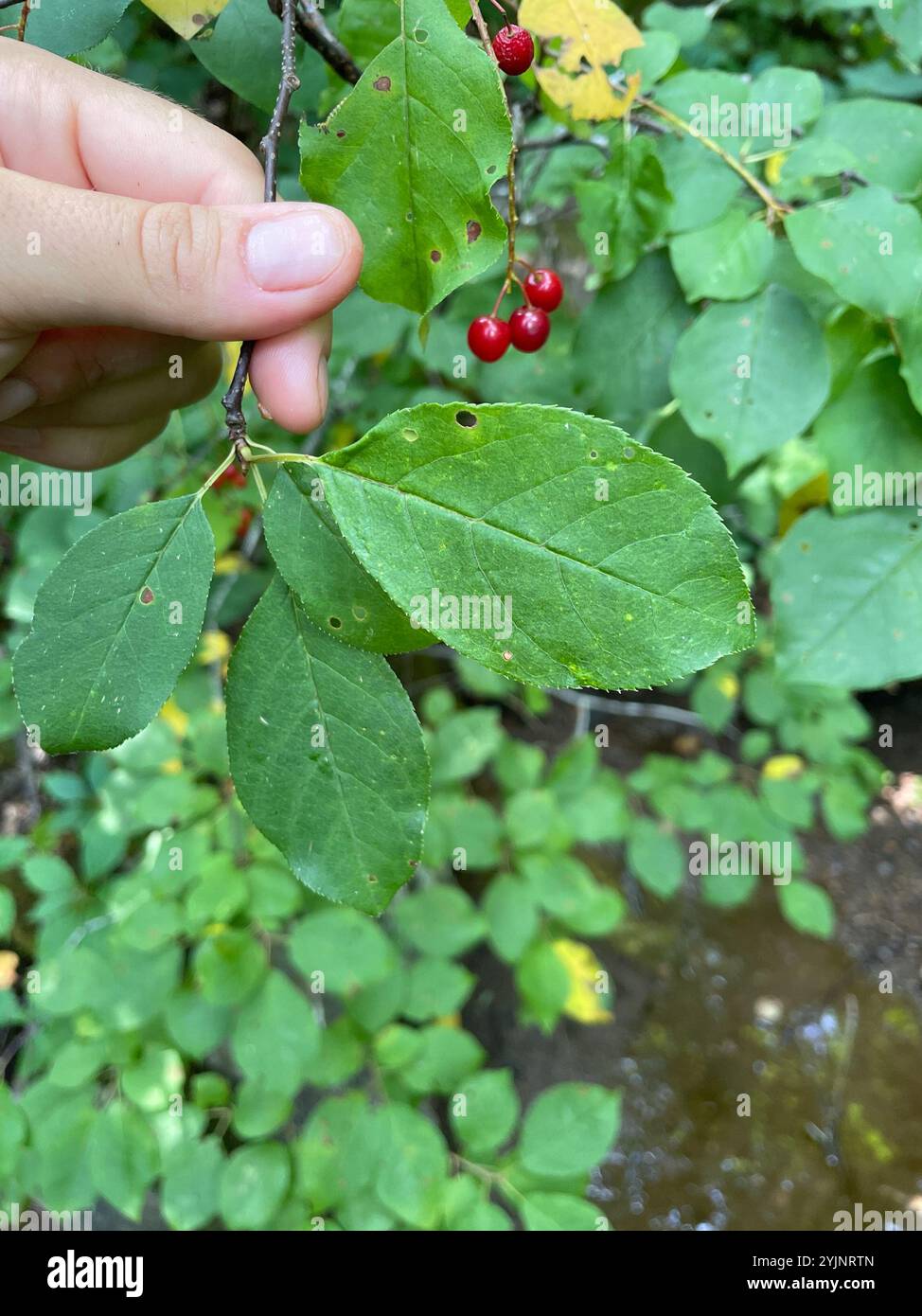 chokecherry (Prunus virginiana Stock Photo - Alamy