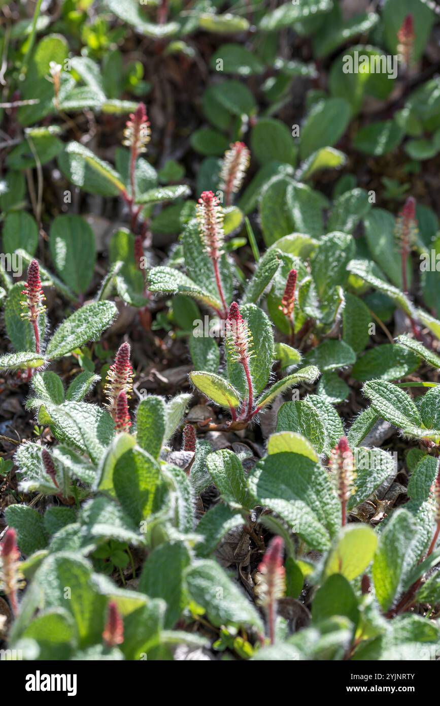 Willow salix reticulata hi-res stock photography and images - Alamy