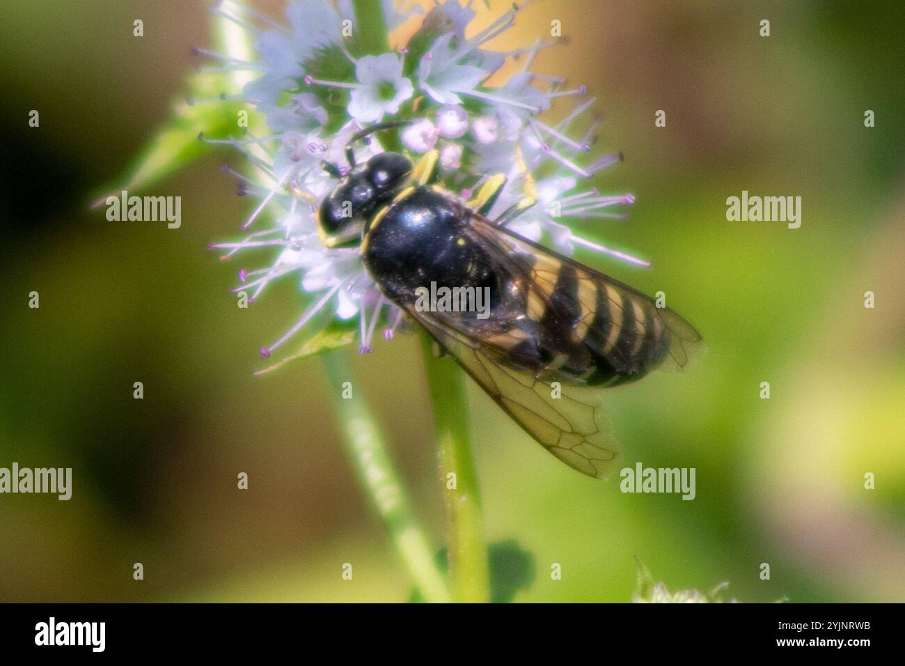 Four-banded Stink Bug Wasp (Bicyrtes quadrifasciatus Stock Photo - Alamy