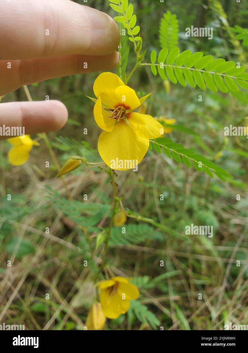 partridge pea (Chamaecrista fasciculata Stock Photo - Alamy