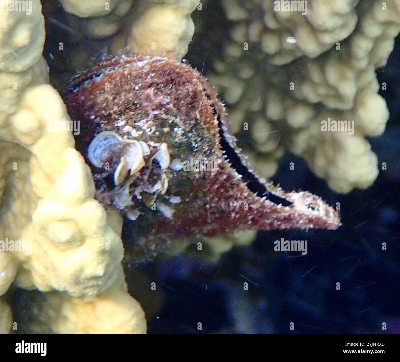 Pteria hi-res stock photography and images - Alamy