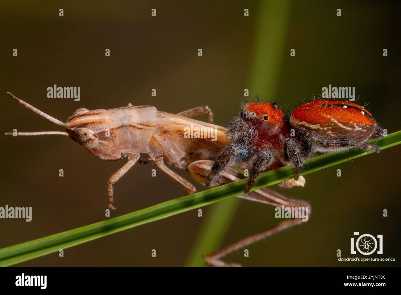 Cardinal Jumping Spider (Phidippus cardinalis Stock Photo - Alamy