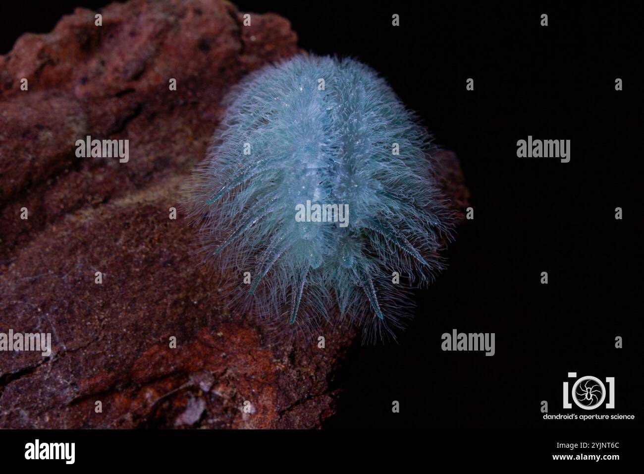 Spun Glass Slug Moth (Isochaetes beutenmuelleri Stock Photo - Alamy