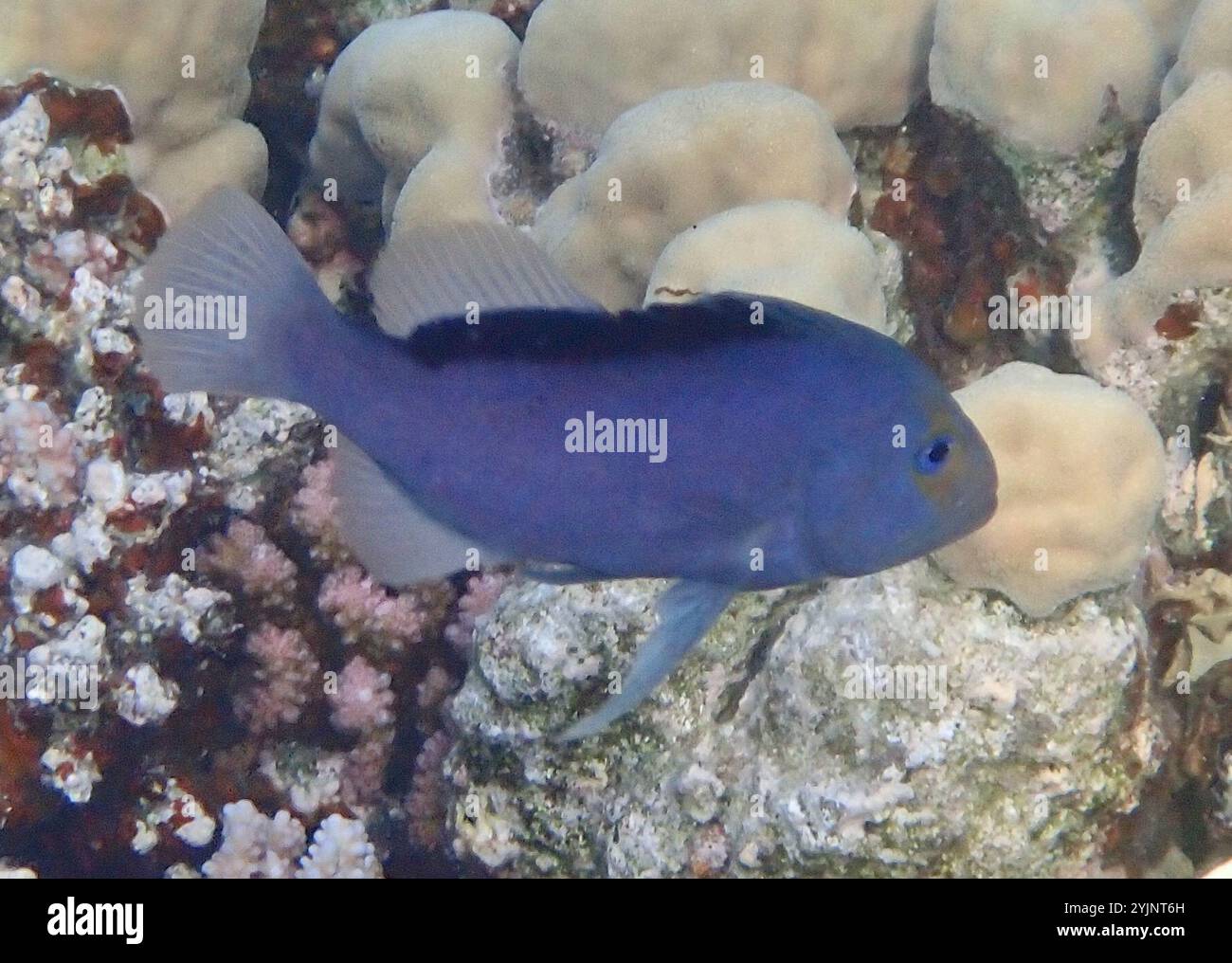 Red Sea Soapfish (Diploprion drachi Stock Photo - Alamy