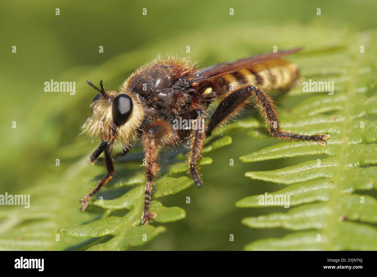 Bee-mimic Robber Flies (Laphria Stock Photo - Alamy