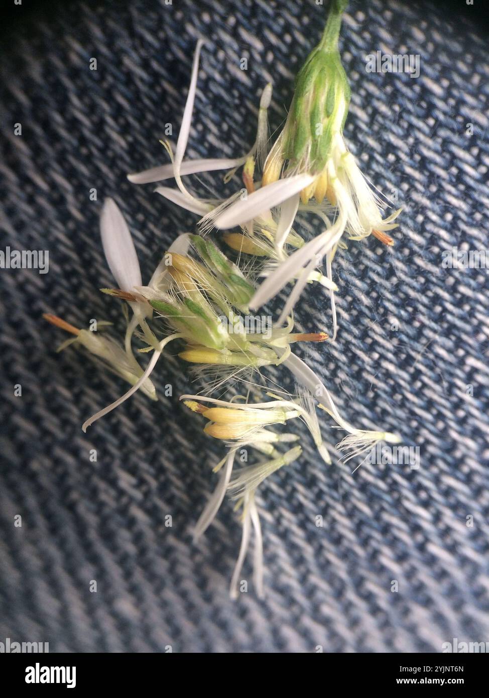 Tradescant's aster (Symphyotrichum tradescantii Stock Photo - Alamy