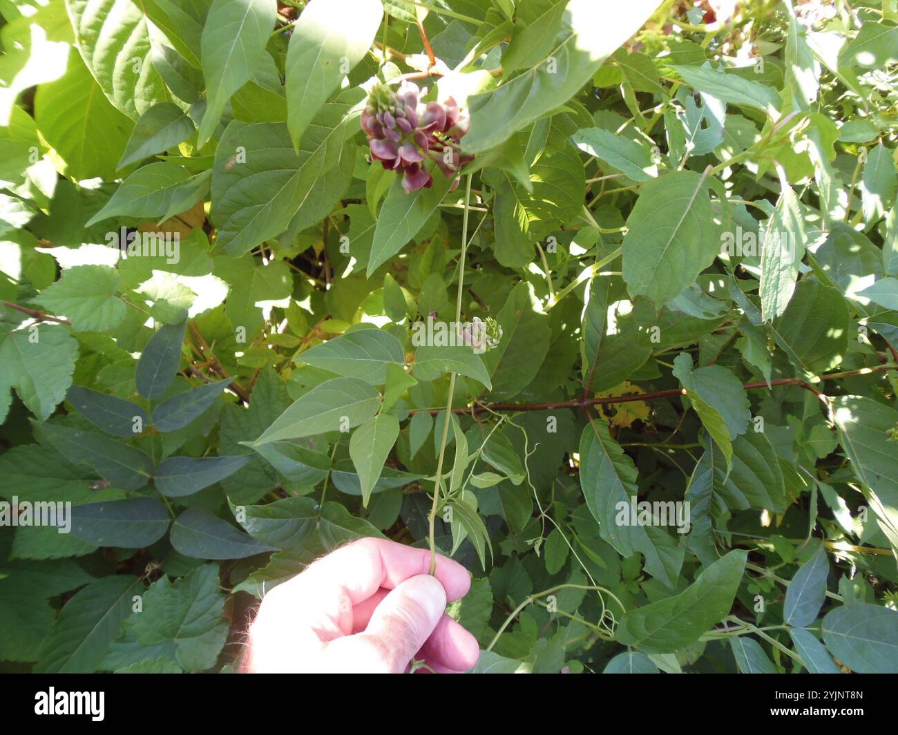 American groundnut (Apios americana Stock Photo - Alamy