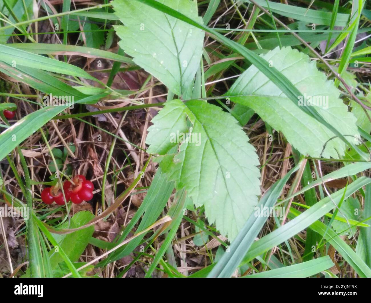 Stone Bramble (Rubus saxatilis Stock Photo - Alamy