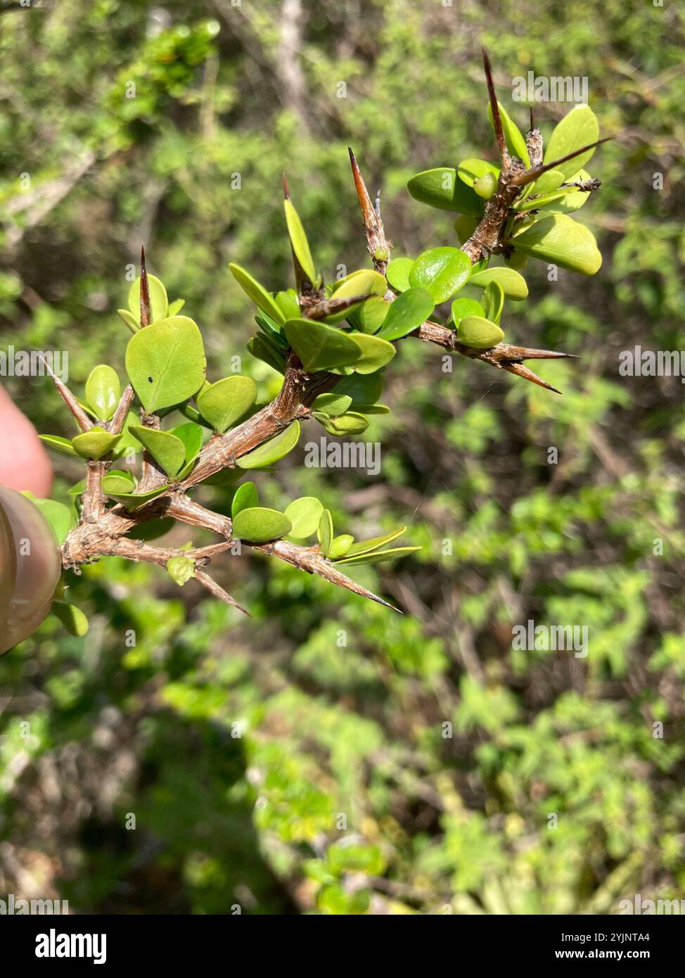 Randia aculeata hi-res stock photography and images - Alamy