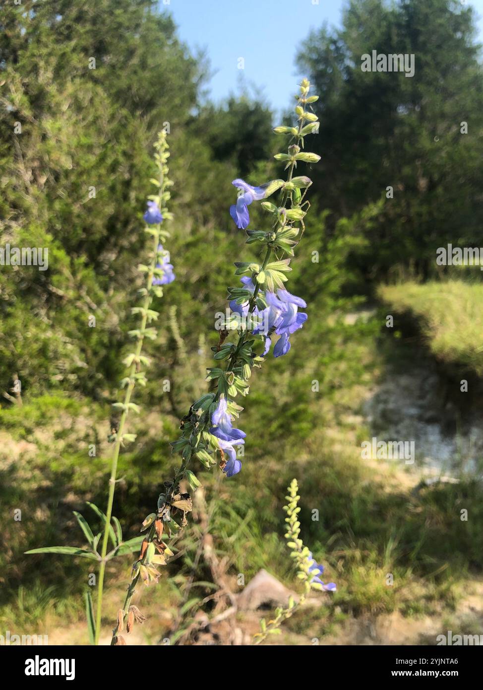 Prairie Sage (Salvia azurea grandiflora Stock Photo - Alamy