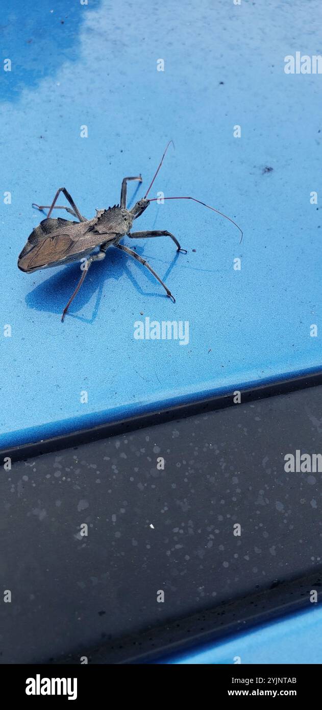 North American Wheel Bug (Arilus cristatus Stock Photo - Alamy