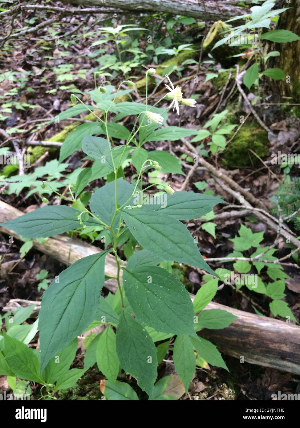 whorled wood aster (Oclemena acuminata Stock Photo - Alamy