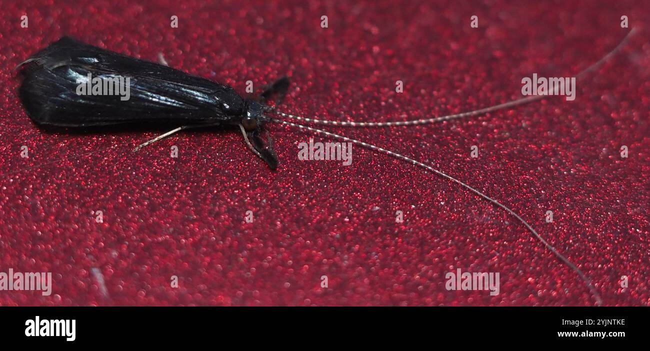 Black Dancer Caddisfly (Mystacides sepulchralis Stock Photo - Alamy
