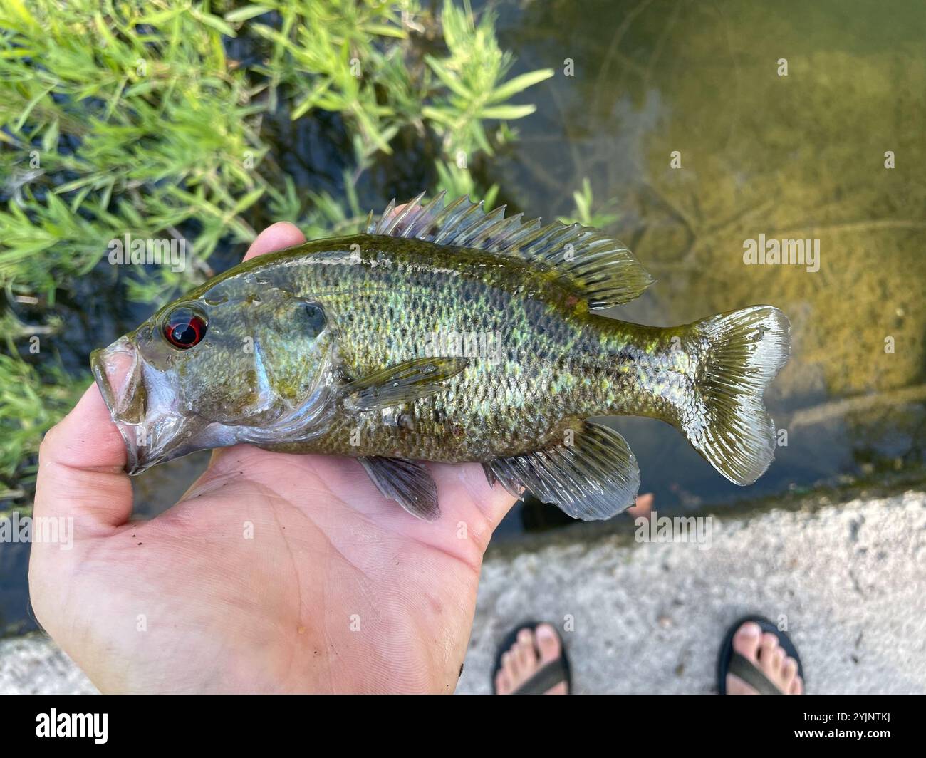 Warmouth (Lepomis gulosus Stock Photo - Alamy