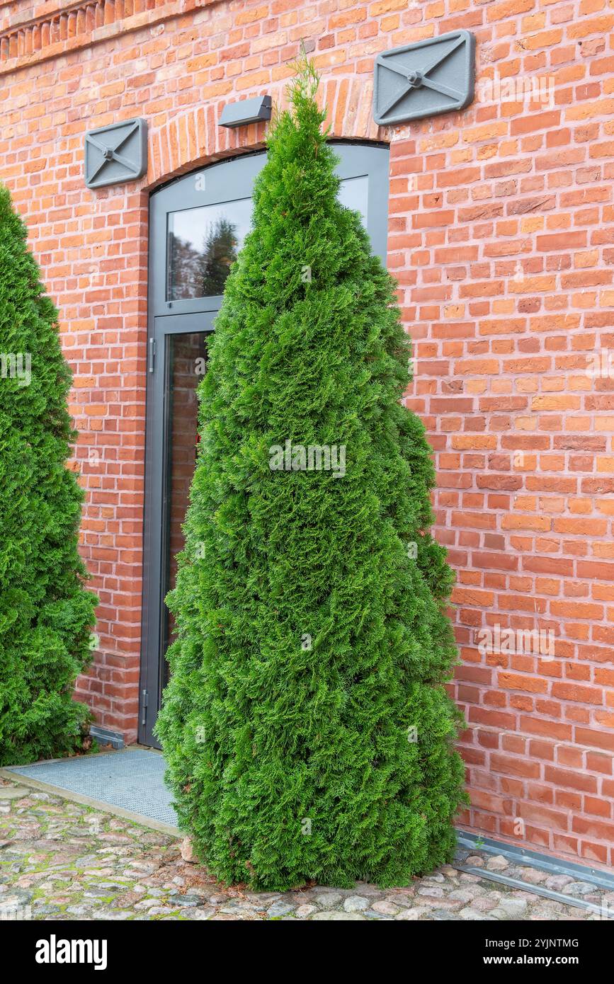 Emerald arborvitae hi-res stock photography and images - Alamy