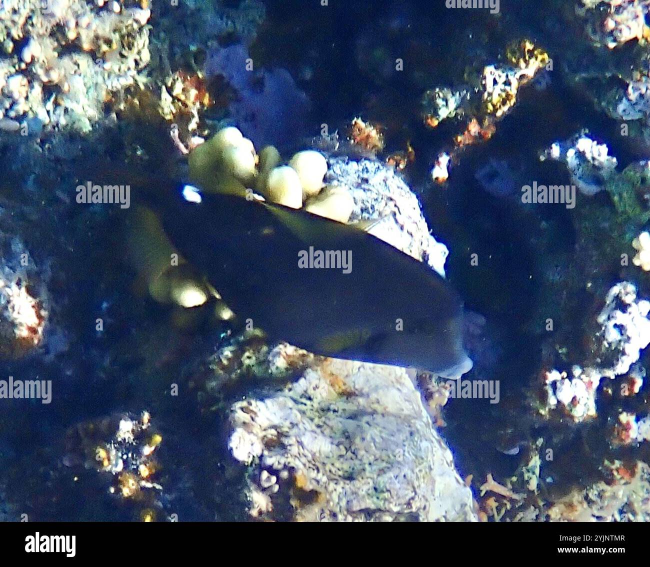 Wirenet filefish cantherhines pardalis hi-res stock photography and ...