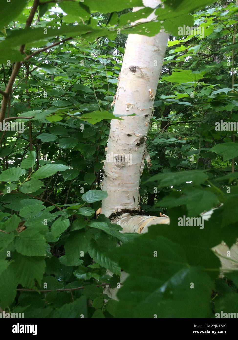 heartleaf paper birch (Betula cordifolia Stock Photo - Alamy