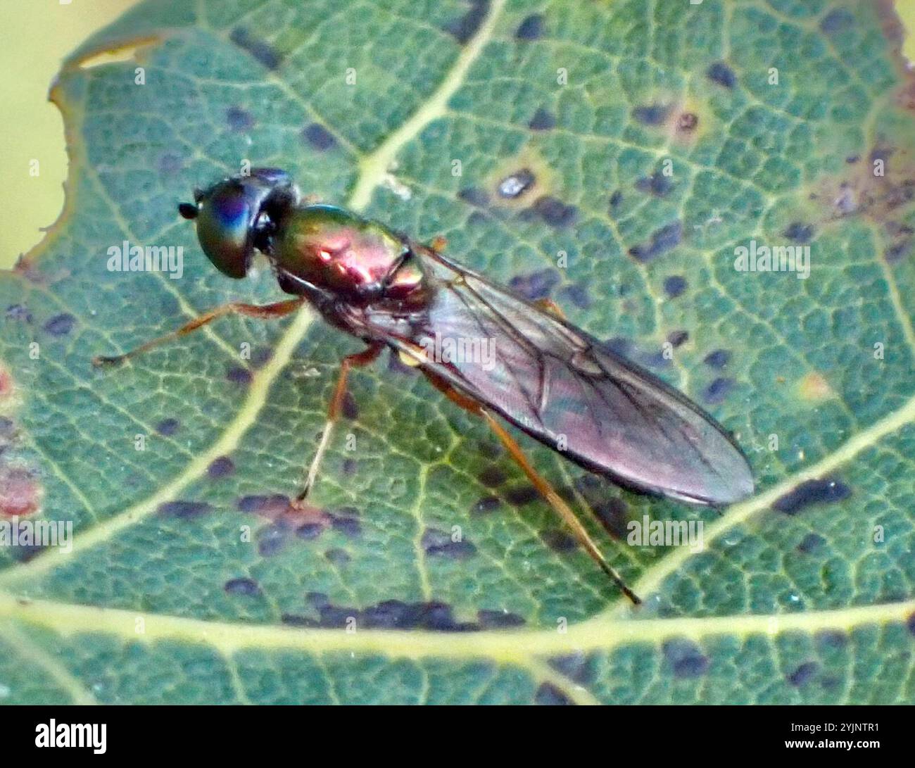 Sargus flavipes hi-res stock photography and images - Alamy