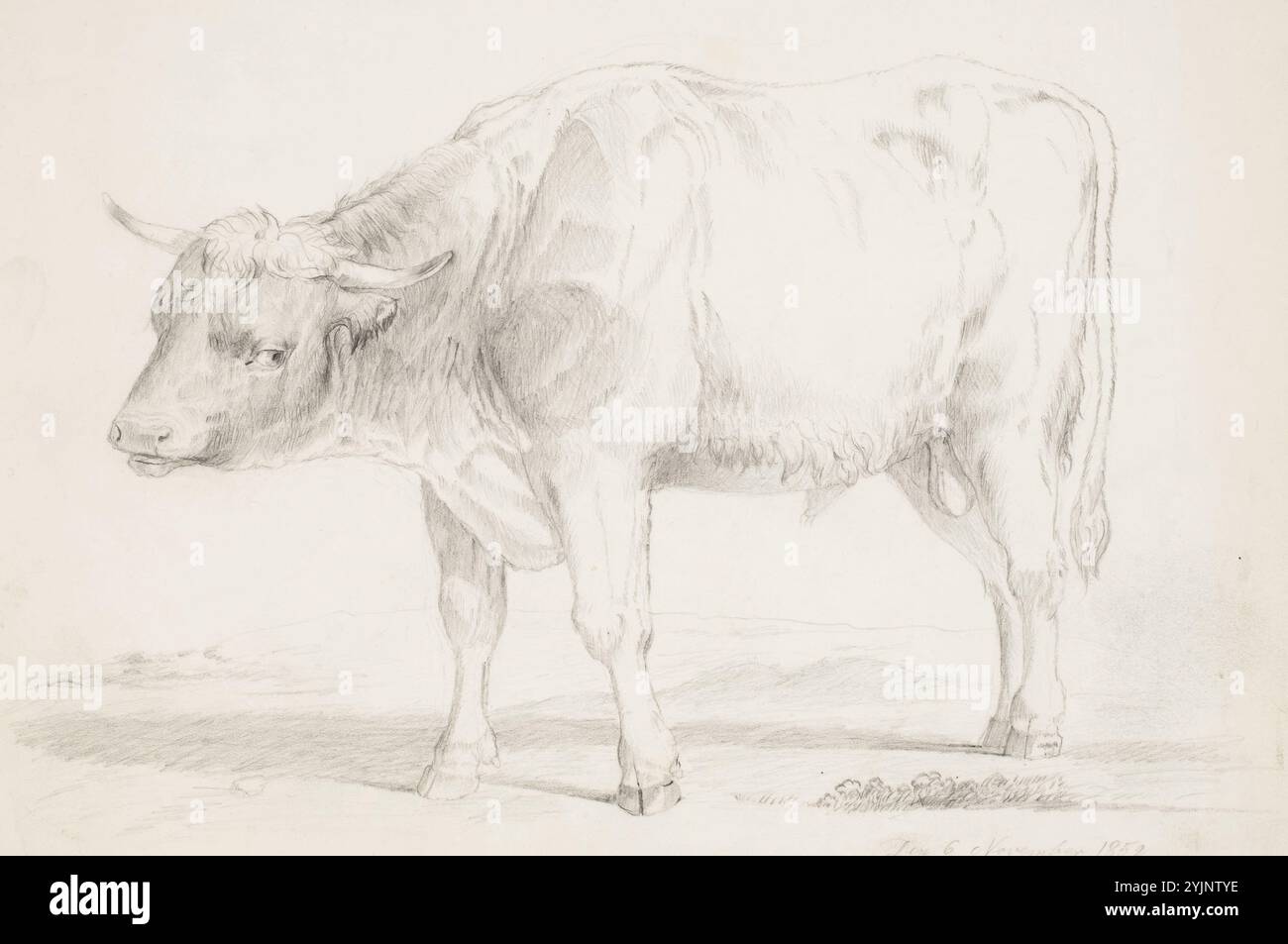 Drawing of bull hi-res stock photography and images - Alamy