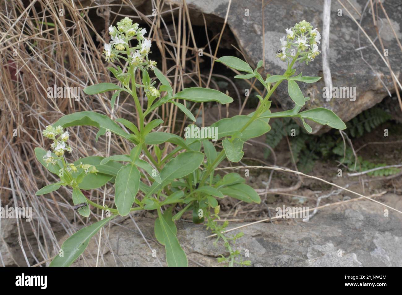 Jacquinii hi-res stock photography and images - Alamy