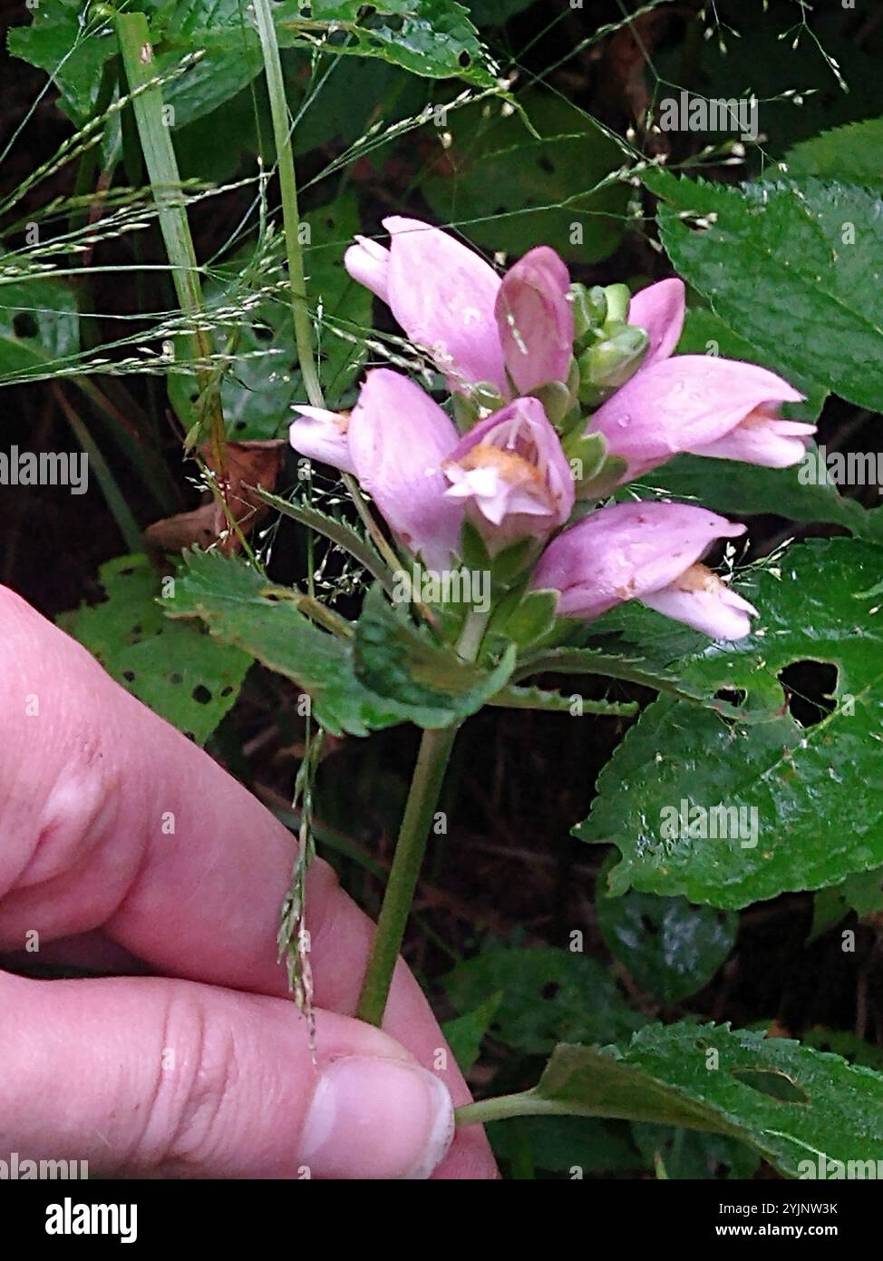 pink turtlehead (Chelone lyonii Stock Photo - Alamy