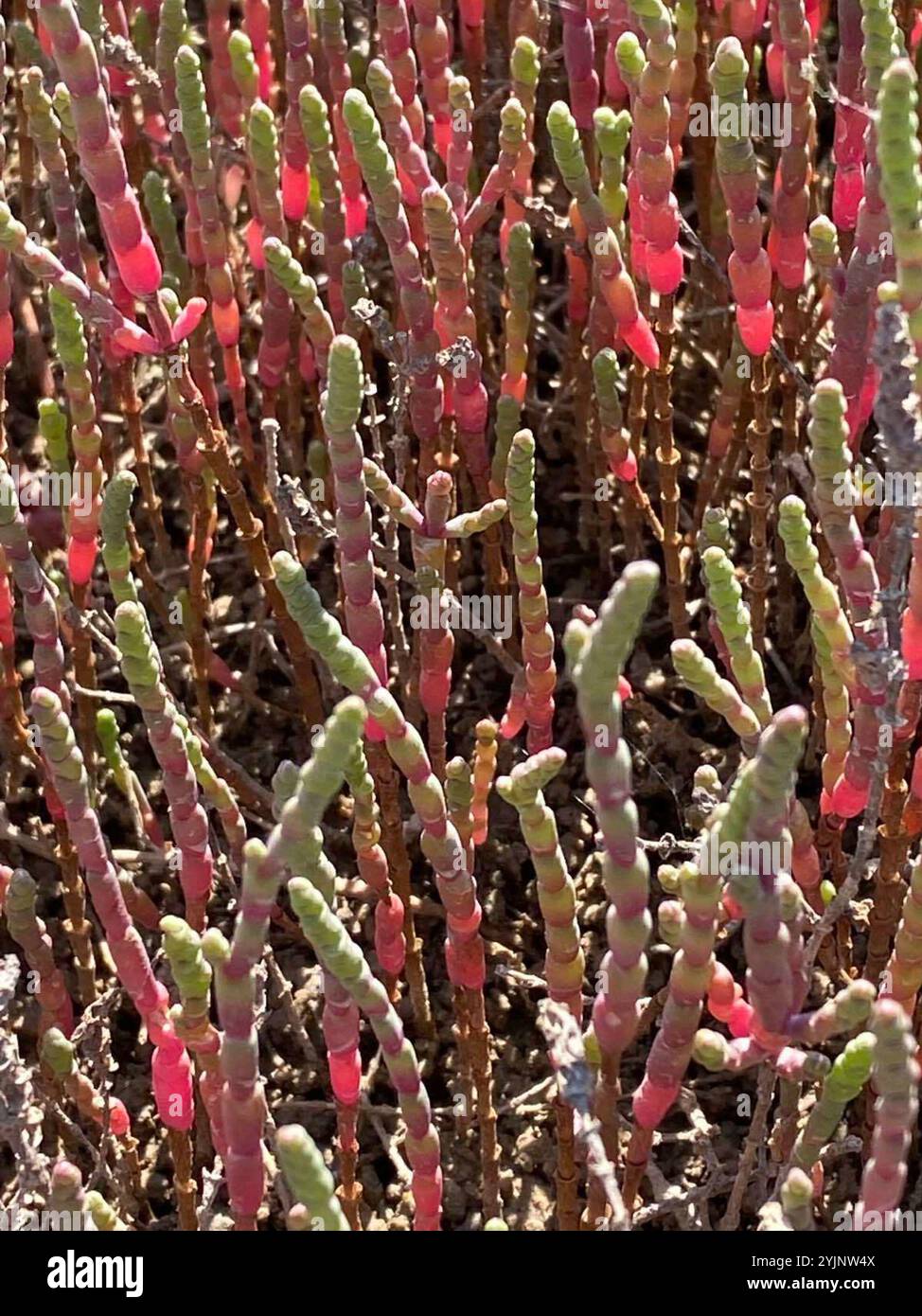 Jointed glasswort hi-res stock photography and images - Alamy