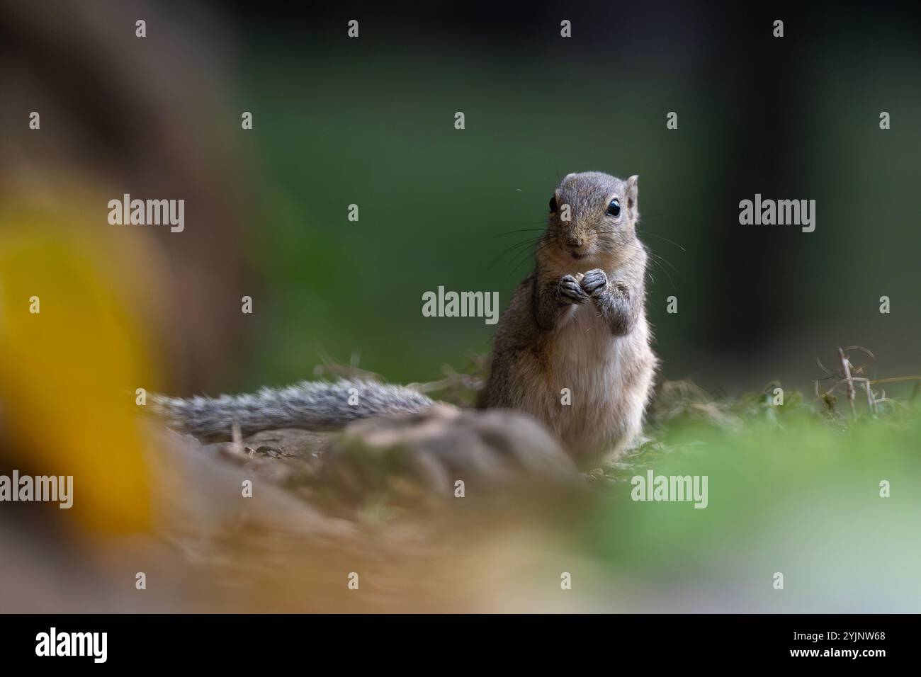 The Indian palm squirrel or three-striped palm squirrel is a species of ...