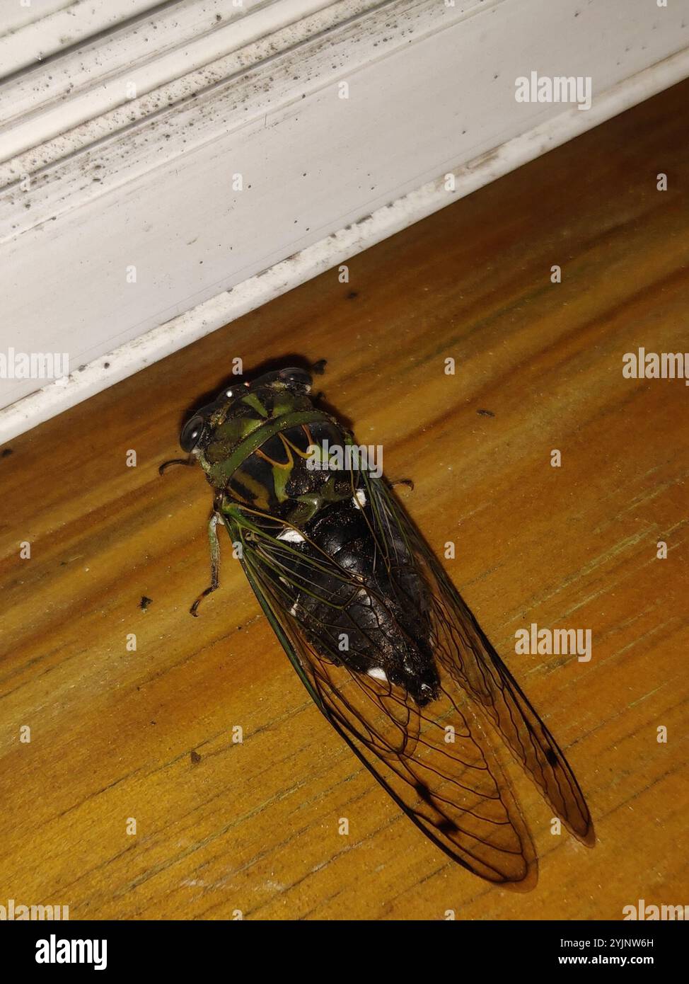 Scissor Grinder (Neotibicen pruinosus Stock Photo - Alamy
