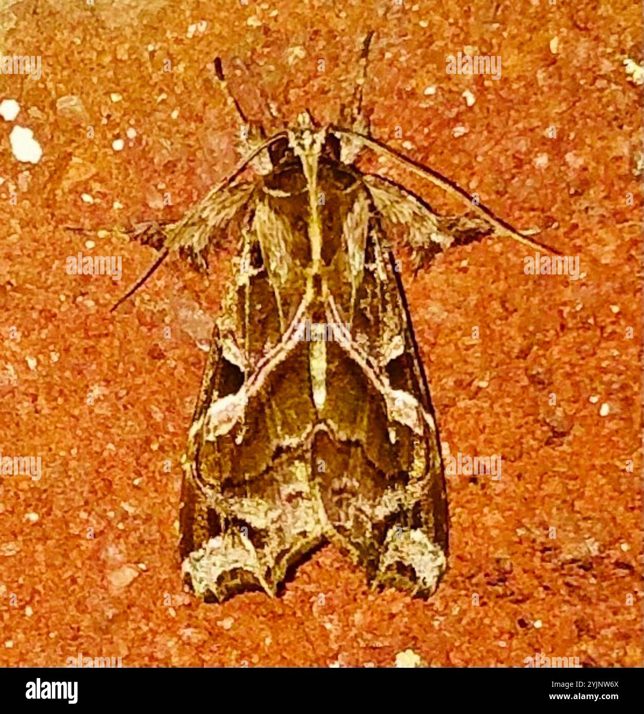 Callopistria hi-res stock photography and images - Alamy