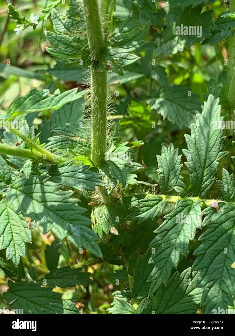 swamp agrimony (Agrimonia parviflora Stock Photo - Alamy