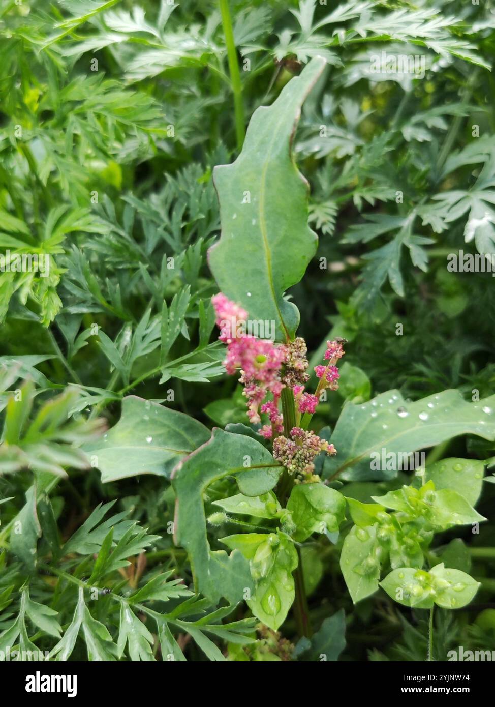 oak-leaved goosefoot (Oxybasis glauca Stock Photo - Alamy