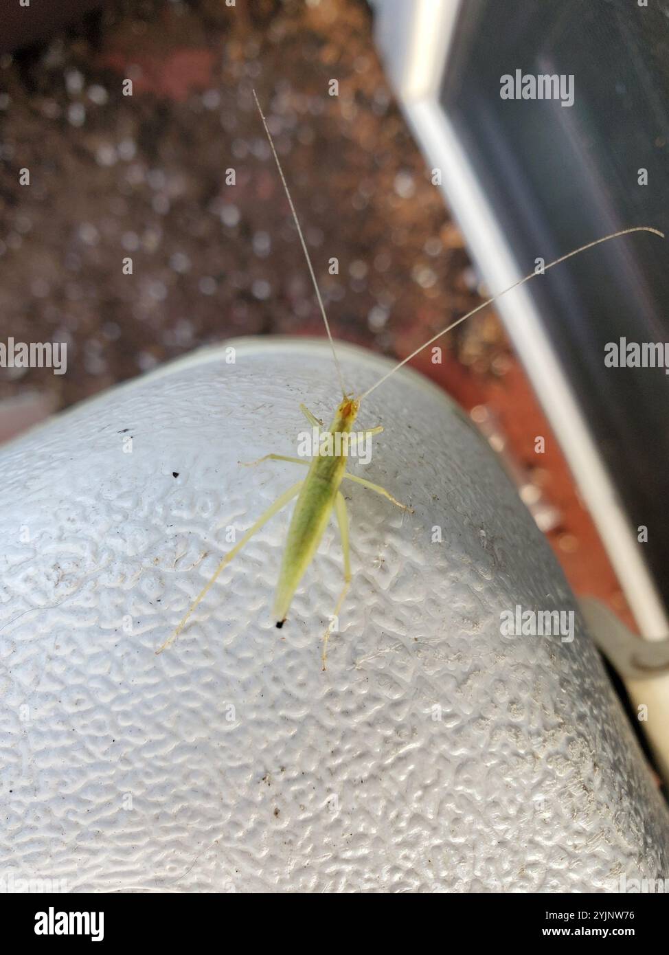 Common Tree Crickets (Oecanthus Stock Photo - Alamy