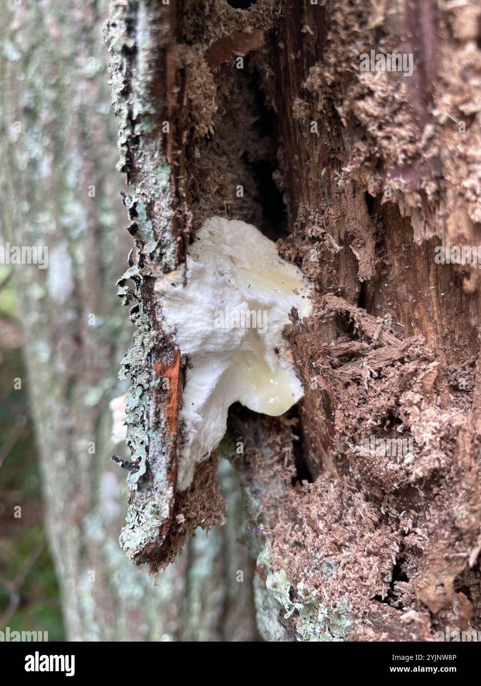 aspen oyster mushroom (Pleurotus populinus Stock Photo - Alamy