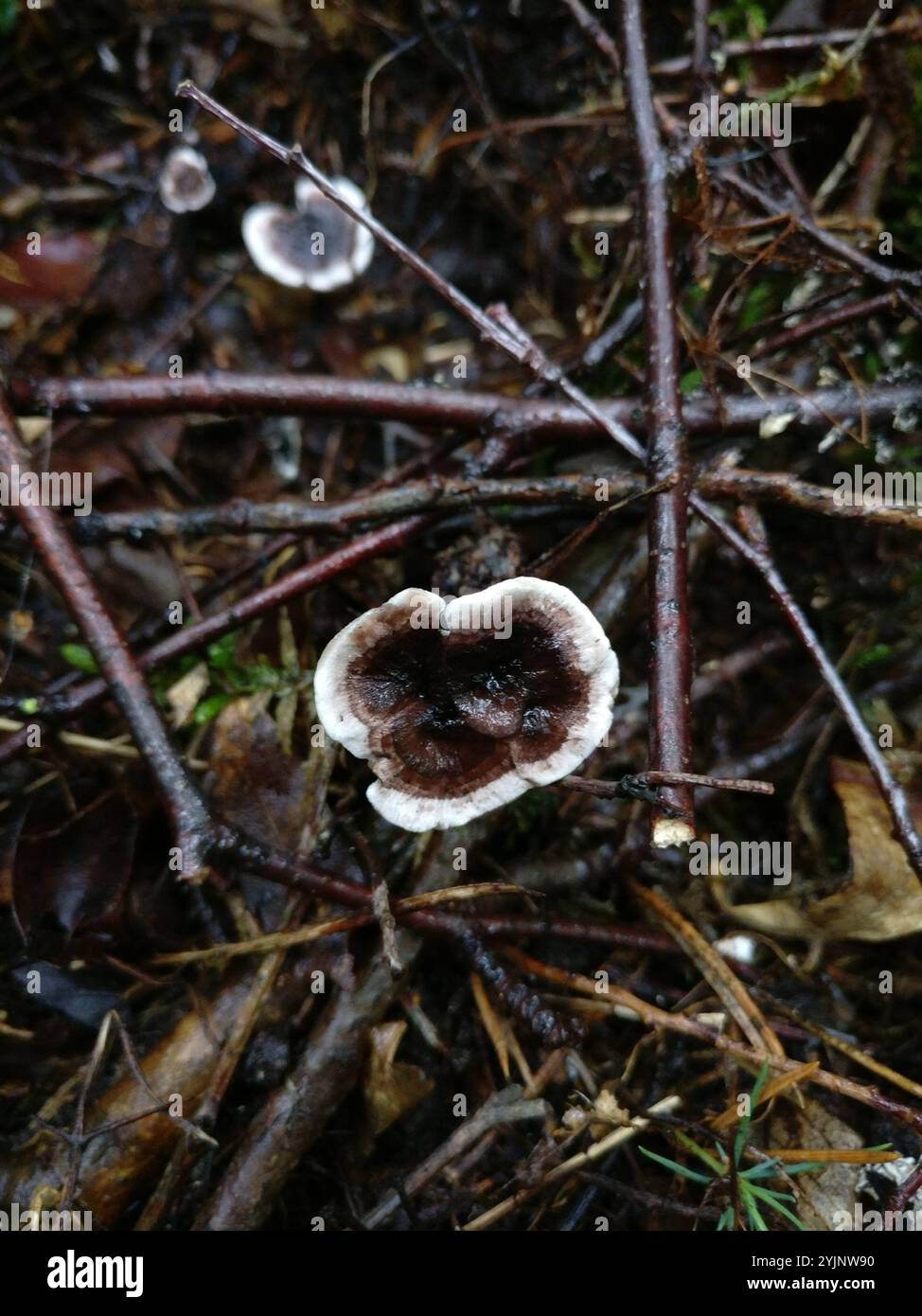 Grey Tooth (Phellodon melaleucus Stock Photo - Alamy