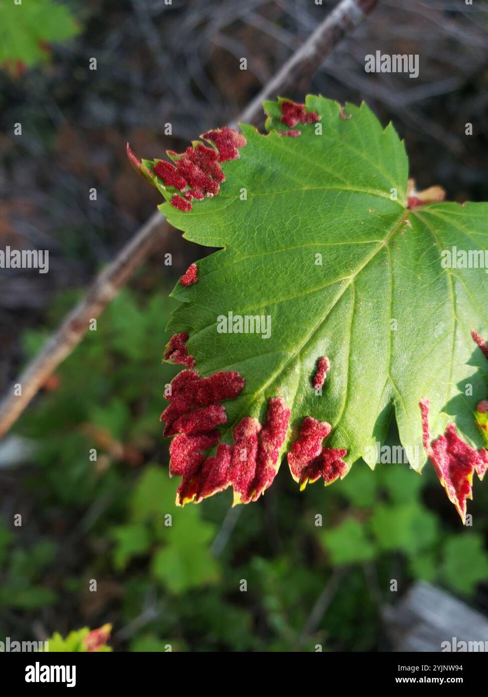 Rocky Mountain Maple Felt Mite (Aceria calaceris Stock Photo - Alamy
