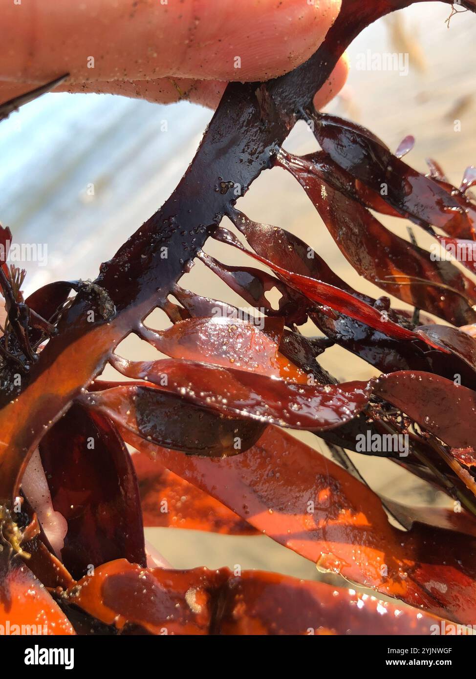 Bleach Weed (Prionitis sternbergii Stock Photo - Alamy