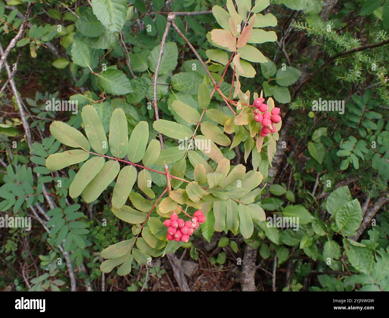 Sitka Mountain-Ash (Sorbus sitchensis Stock Photo - Alamy
