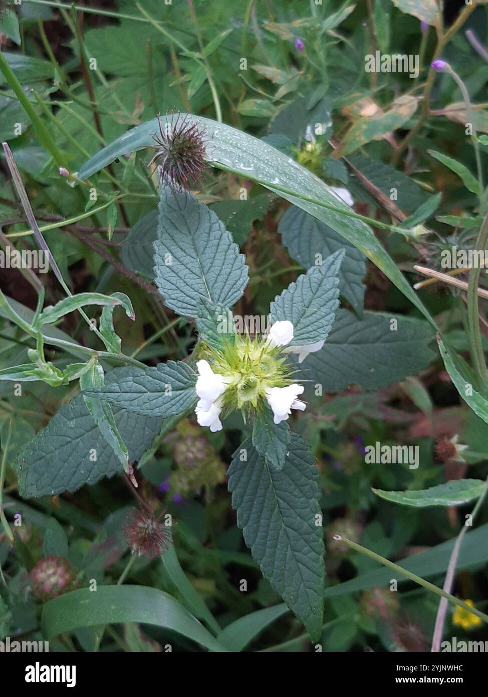 Common hemp-nettle (Galeopsis tetrahit Stock Photo - Alamy