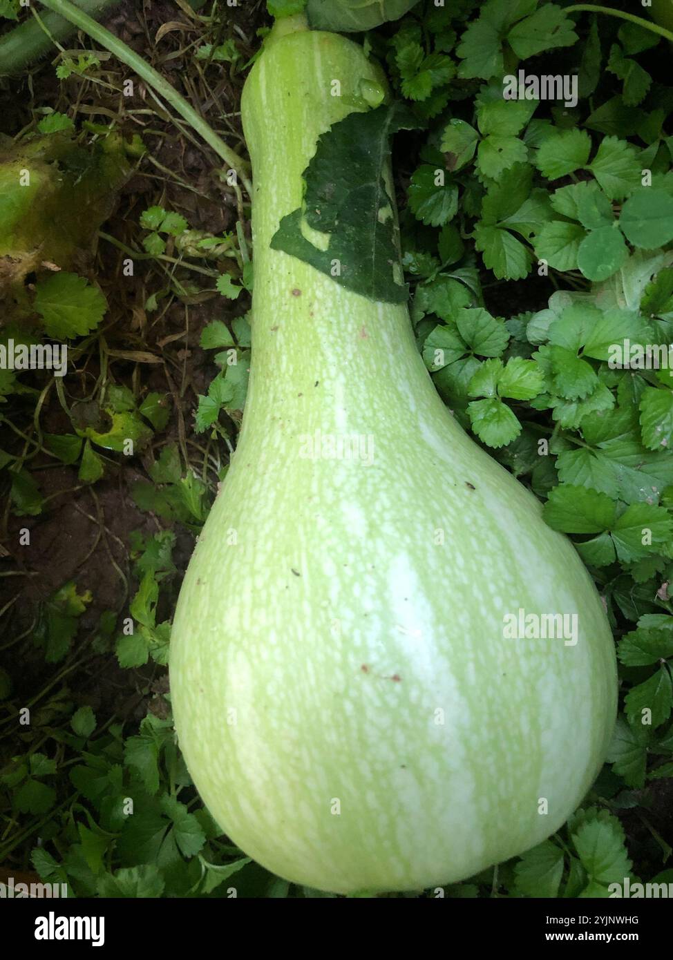 Squash (Cucurbita moschata Stock Photo - Alamy