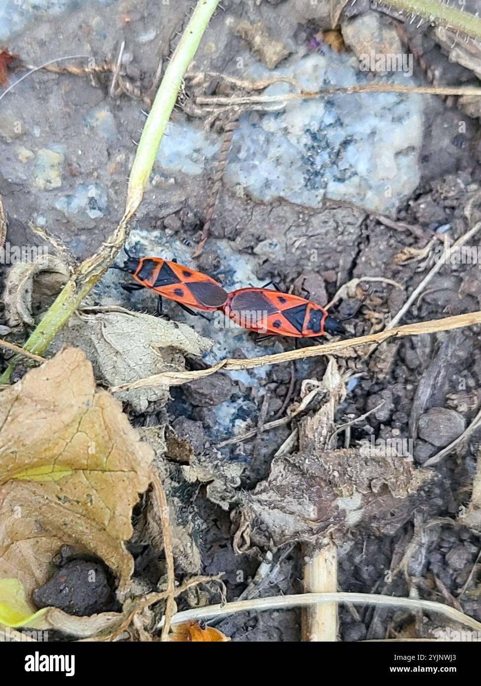 Mediterranean red bug (Scantius aegyptius Stock Photo - Alamy