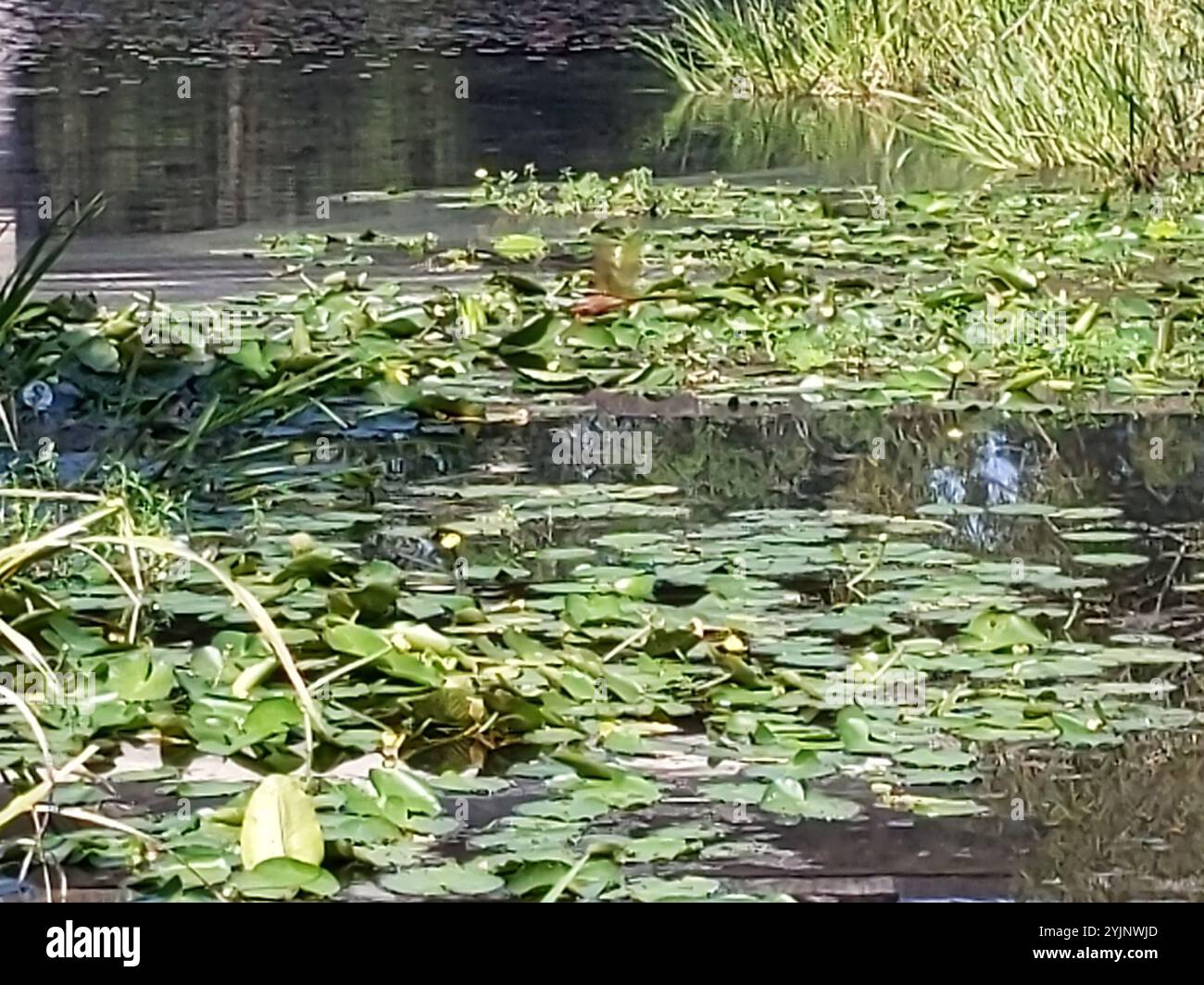 spatterdock (Nuphar advena Stock Photo - Alamy
