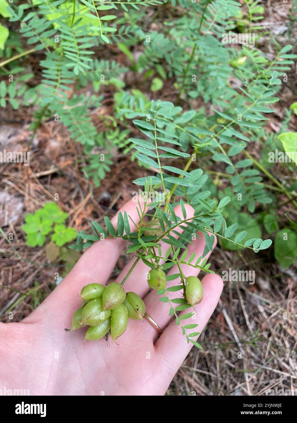 Canadian milkvetch (Astragalus canadensis Stock Photo - Alamy