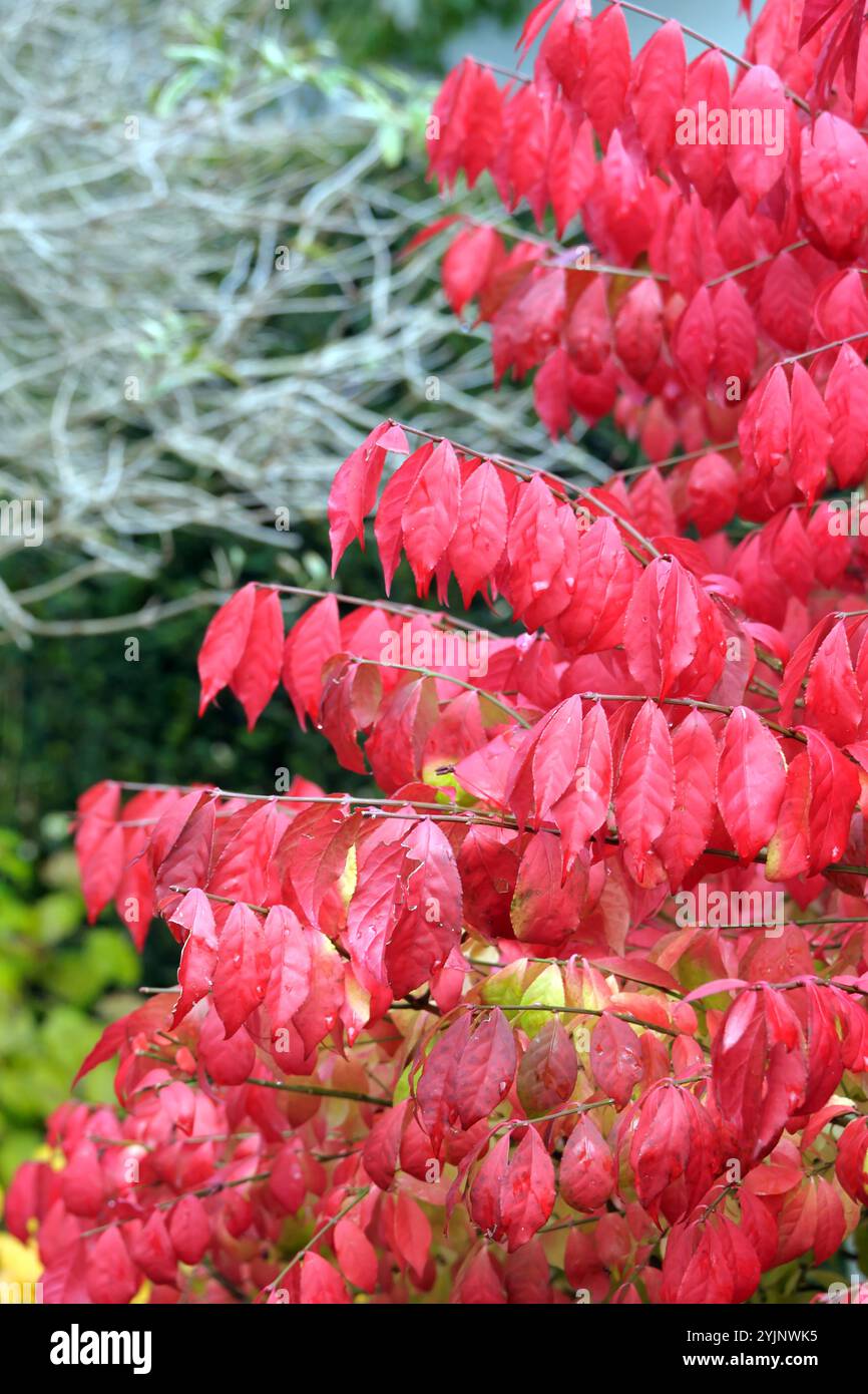 Flügel-Spindelstrauch, Euonymus alatus Compactus,, Wing spindle bush ...