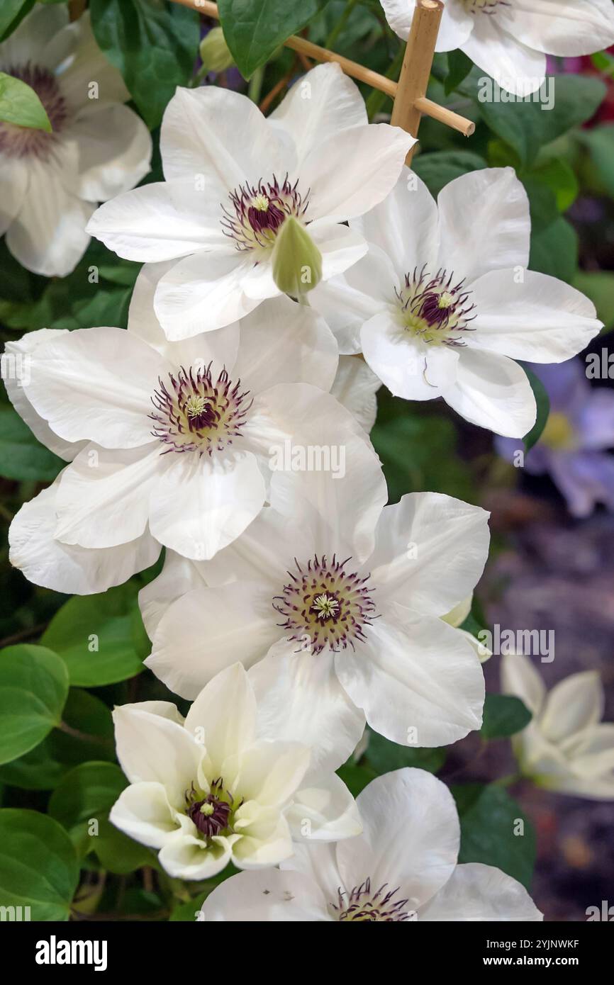 Waldrebe, Clematis NINON,, Clematis Stock Photo - Alamy