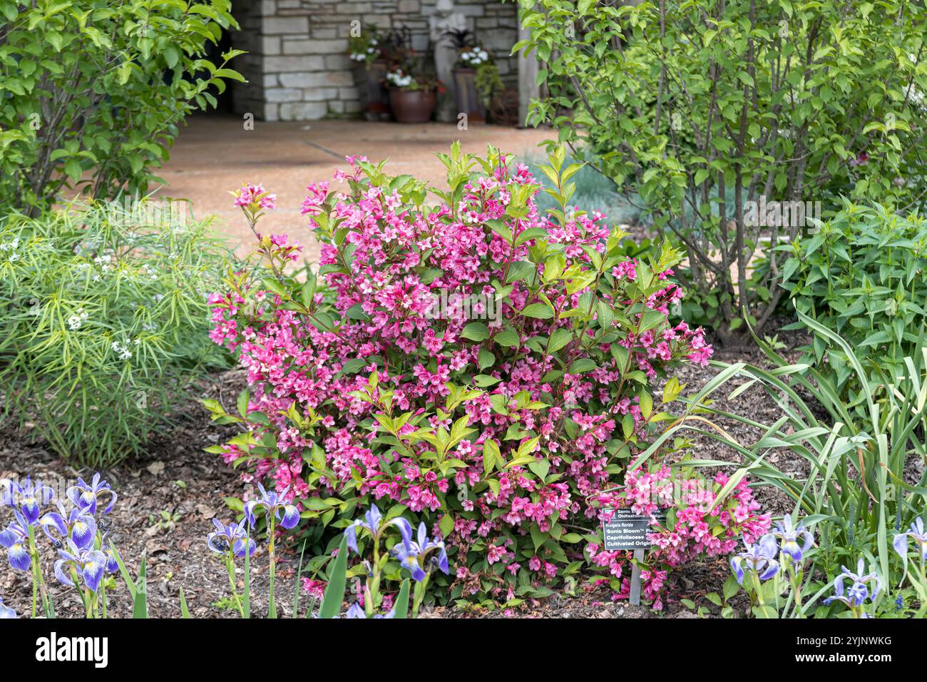 Weigelie, Weigela SONIC BLOOM PINK,, Weigela Stock Photo - Alamy