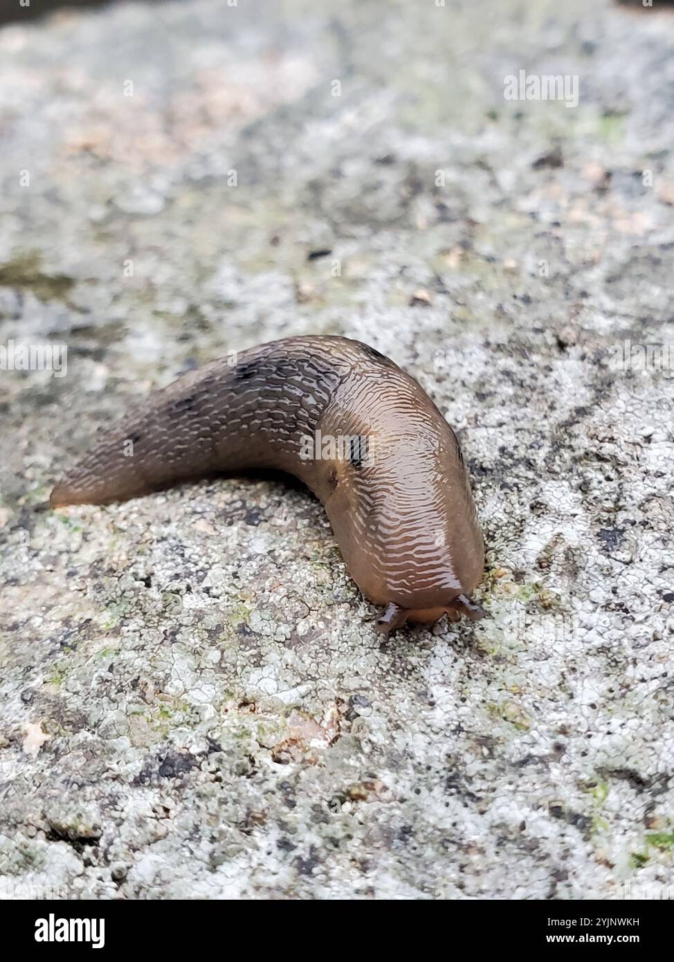 Tree slug (Lehmannia marginata Stock Photo - Alamy