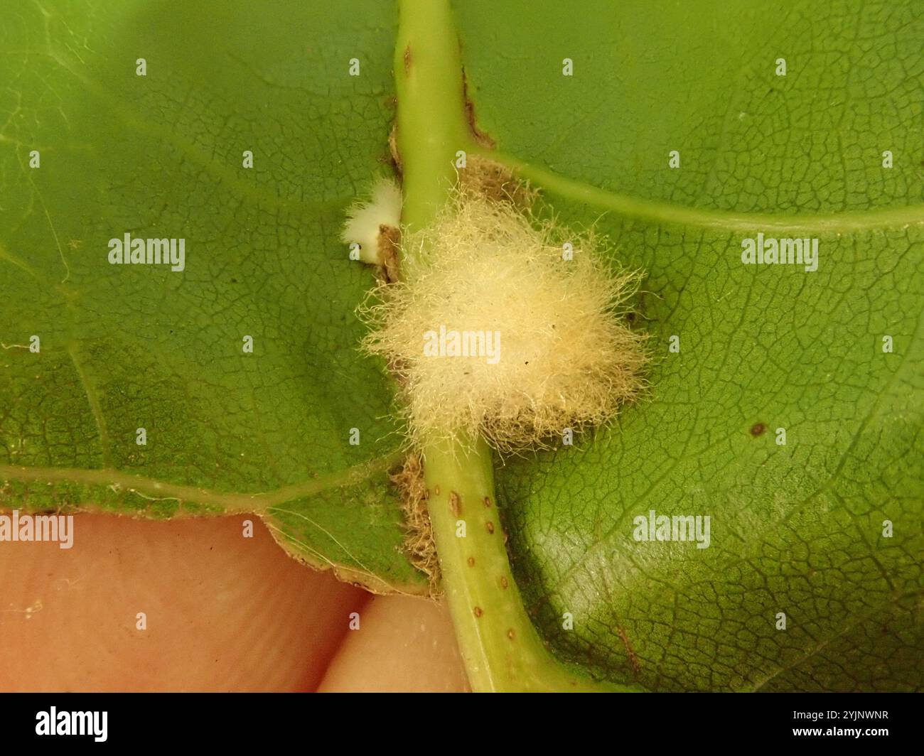 Woolly Oak Gall Wasp (Callirhytis lanata Stock Photo - Alamy