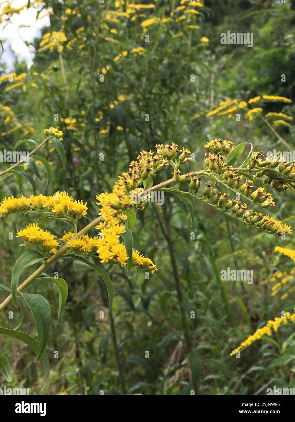 tall goldenrod (Solidago altissima Stock Photo - Alamy