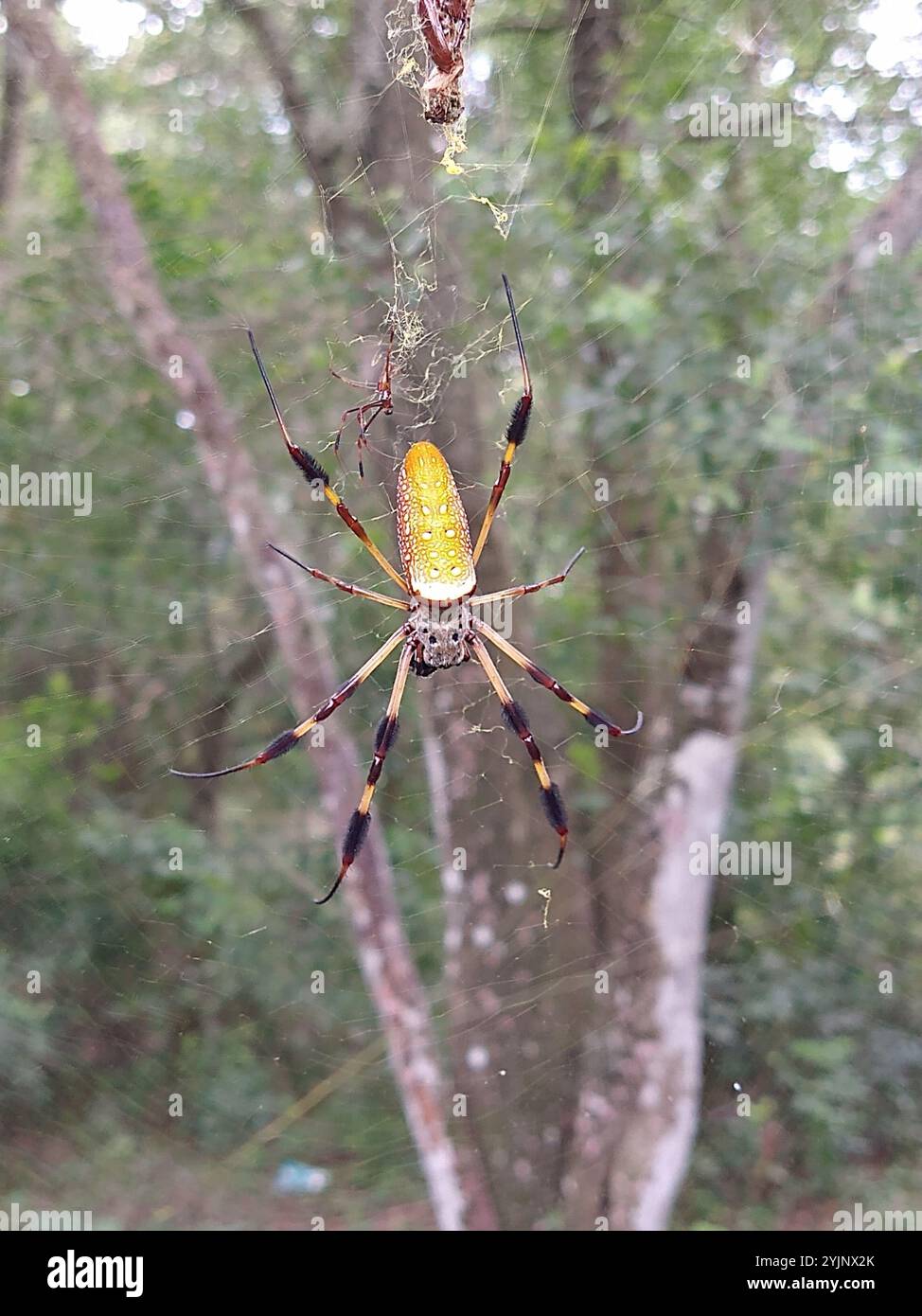 Golden Silk Spider (Trichonephila clavipes Stock Photo - Alamy